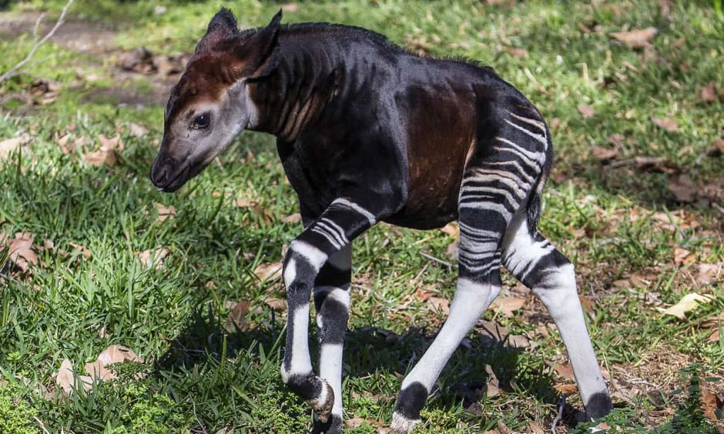 Outrage over alleged plan to export rare animals from Congo to China ...
